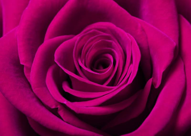 Magenta: The Bold Fusion of Red and Blue in Color Theory | ColorLabs.net